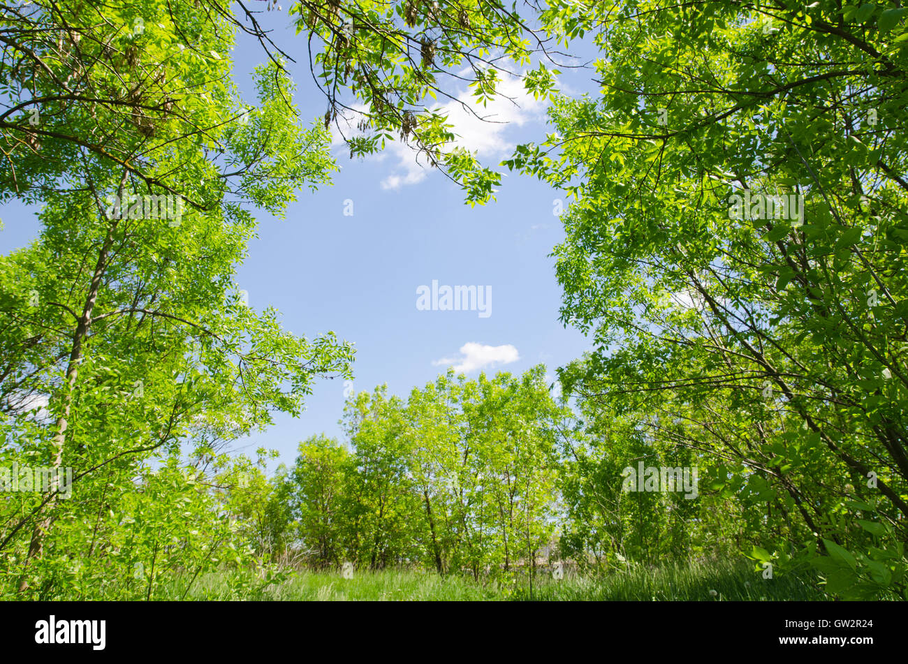 natural frame in wood Stock Photo - Alamy