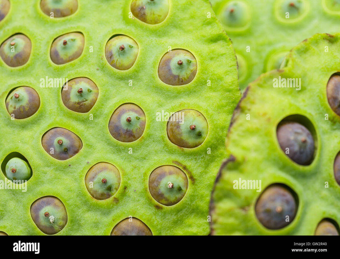 Lotus seed pod close up Stock Photo - Alamy