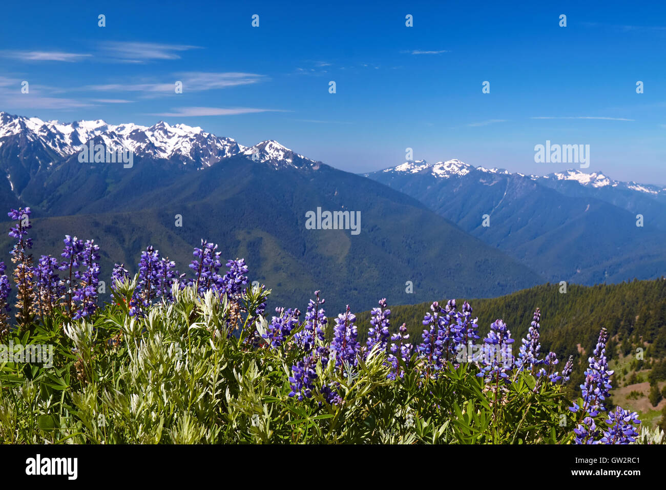 Hurricane ridge flowers hi-res stock photography and images - Alamy