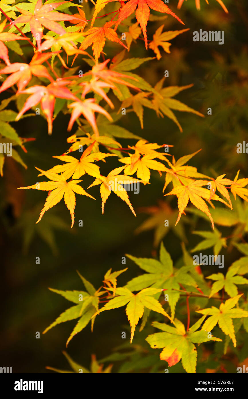 Autumn maple leaves Stock Photo - Alamy