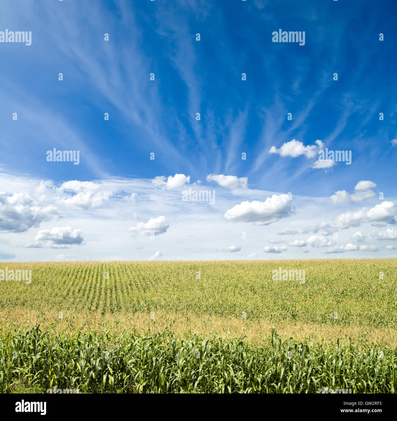 green maize field under blue sky and clouds Stock Photo - Alamy