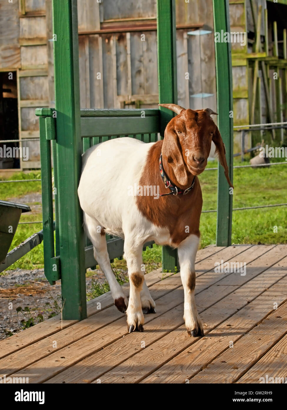 Goat species hi-res stock photography and images - Alamy
