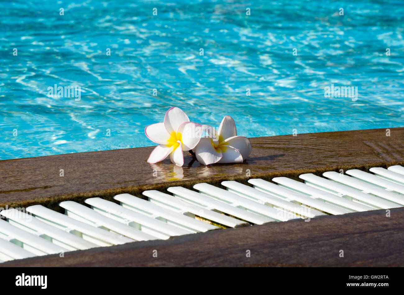 flower on swimming pool Stock Photo - Alamy