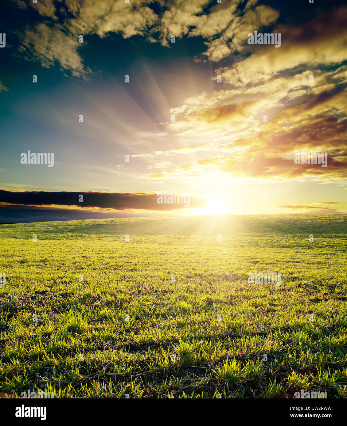 field on sunset Stock Photo - Alamy