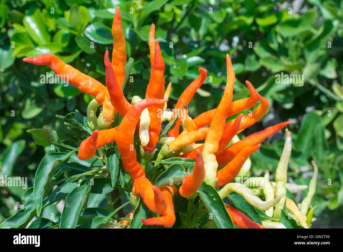 Red Pepper In Vegetable Garden Stock Photo - Alamy