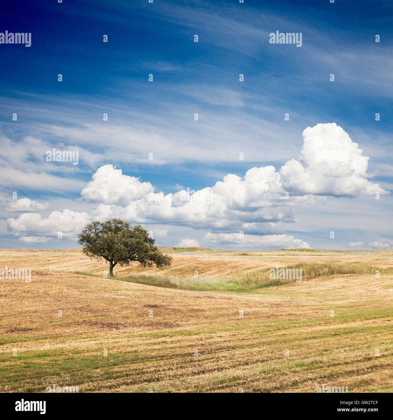 Tree in Field Stock Photo - Alamy