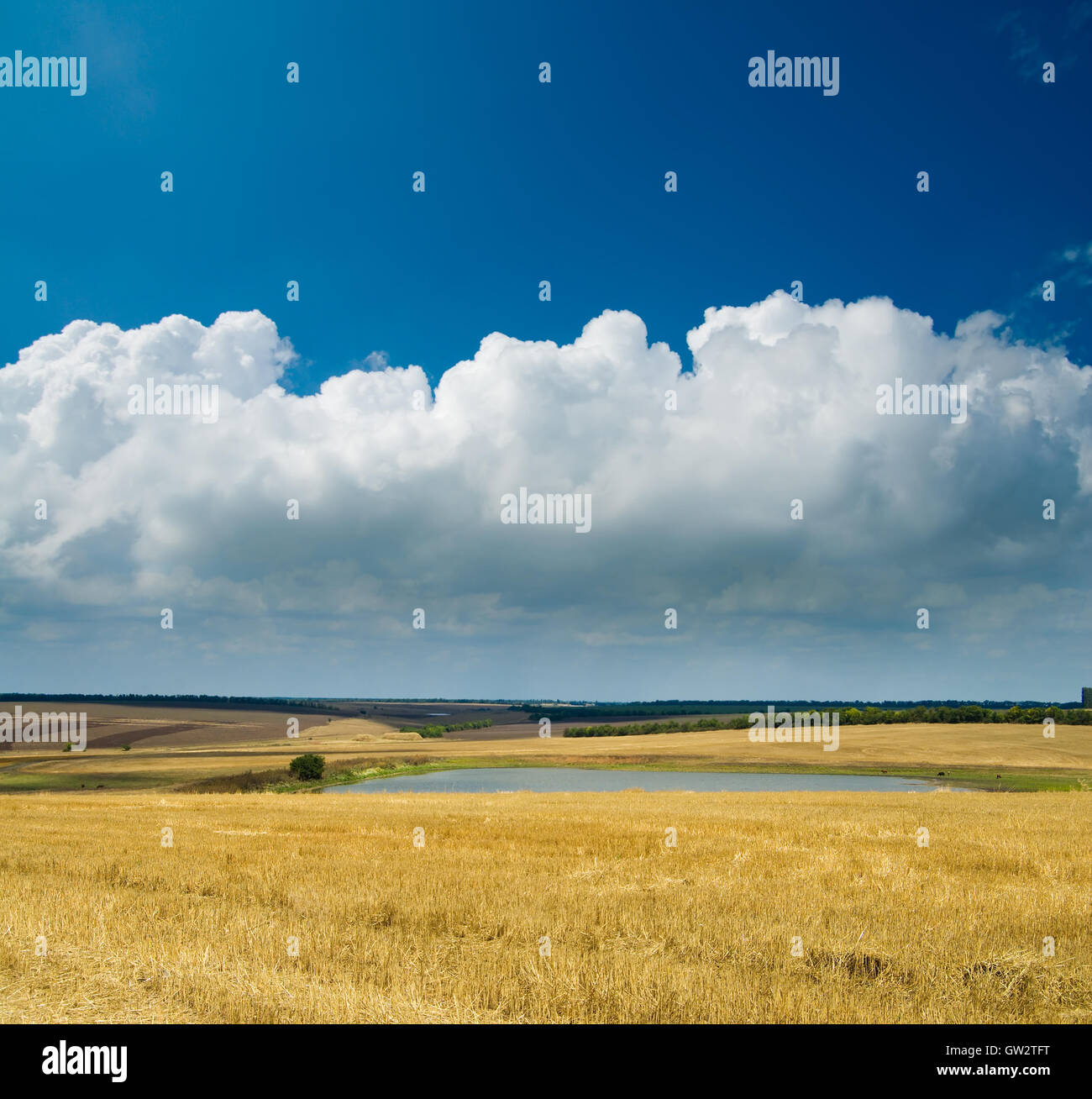 golden field with pond Stock Photo - Alamy