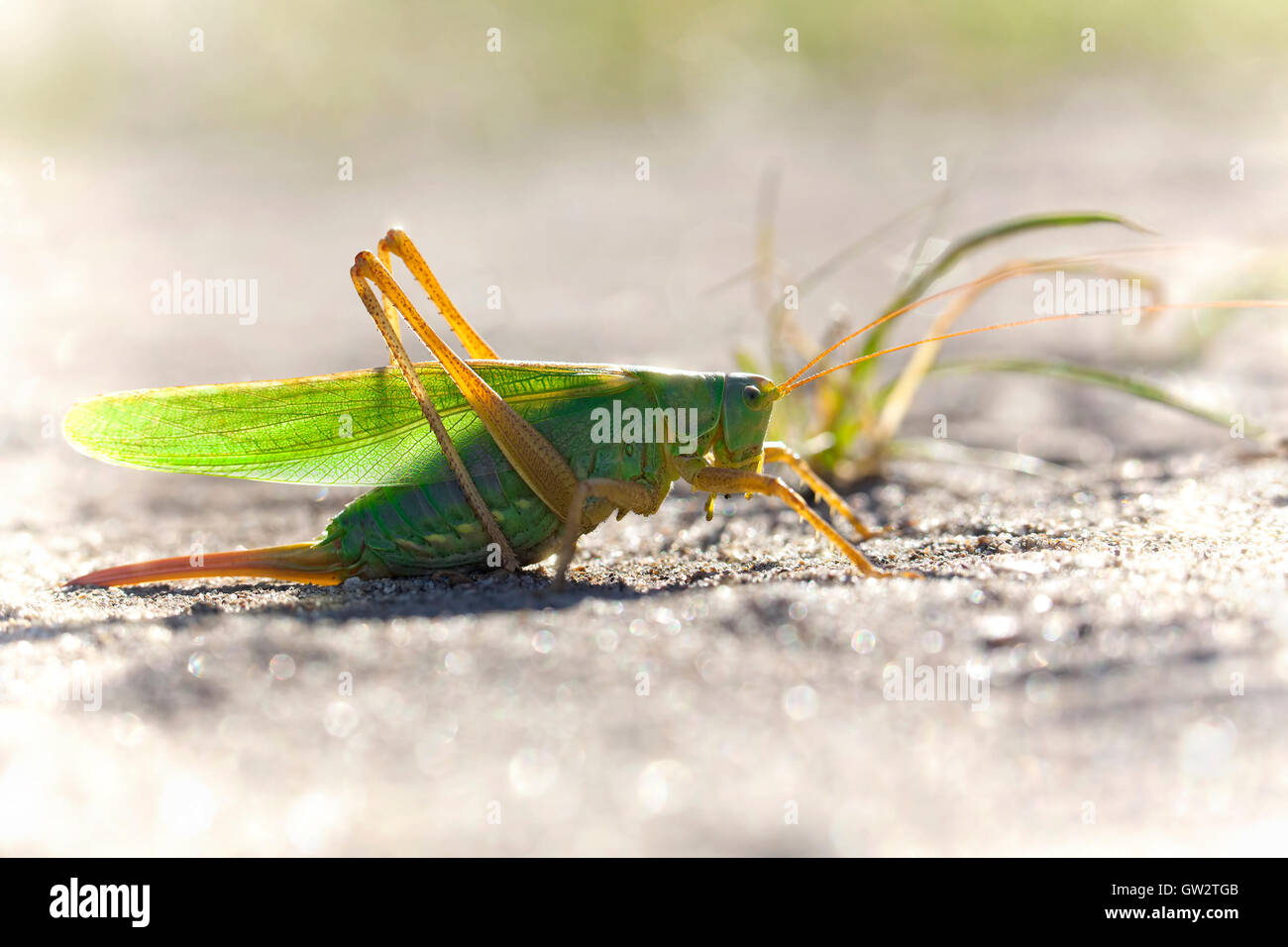 Forest hopper hi-res stock photography and images - Alamy