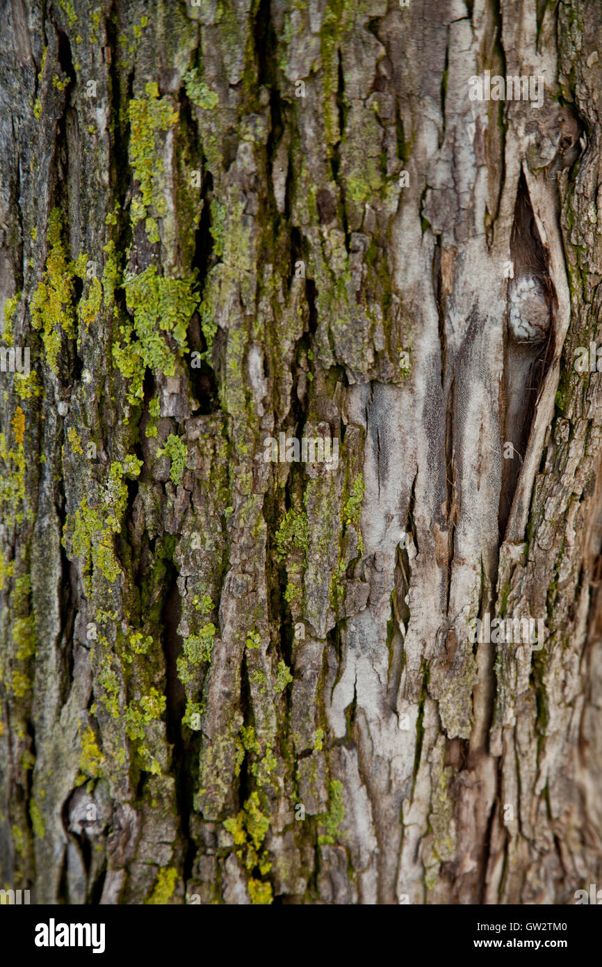 old tree texture Stock Photo - Alamy