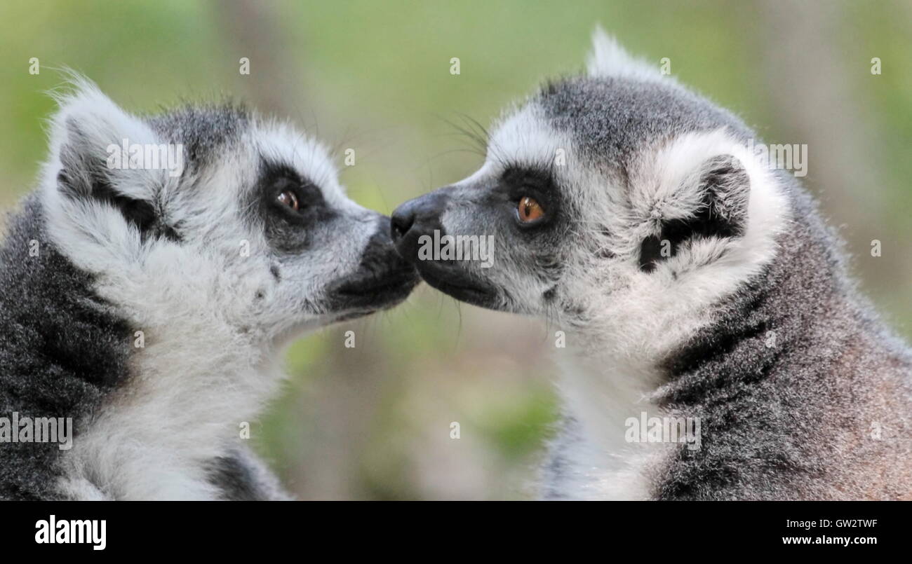 Lemur catta (maki) of Madagascar Stock Photo - Alamy
