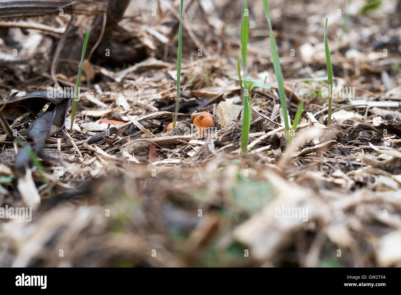 Grass and weed emerging through chaff and bean waste following summer ...