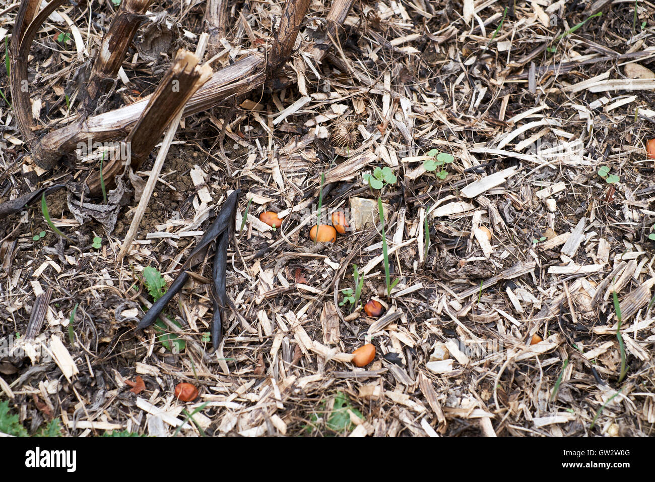 Grass and weed emerging through chaff and bean waste following summer ...