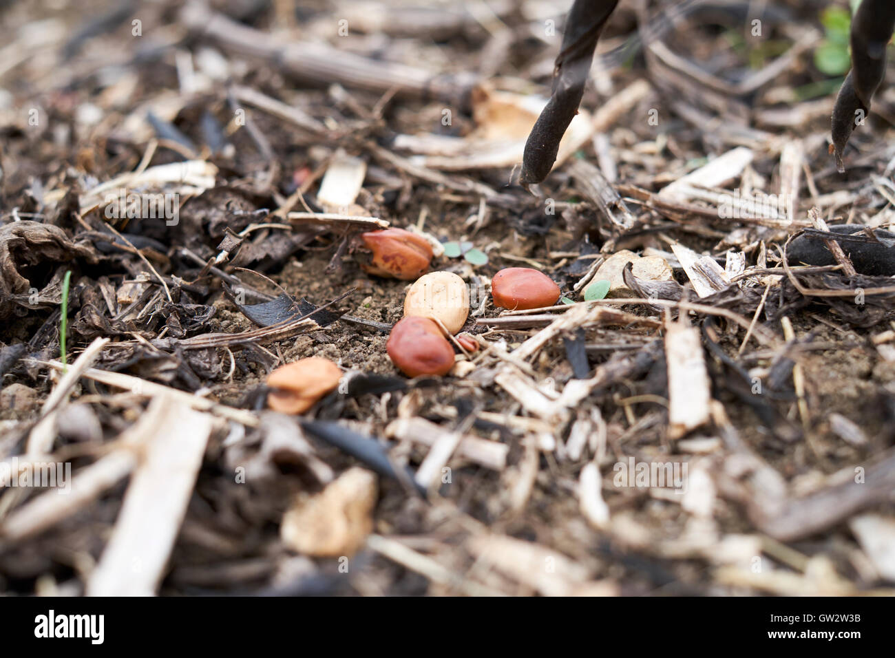 Chaff and bean waste following summer bean crop harvest, UK Stock Photo ...