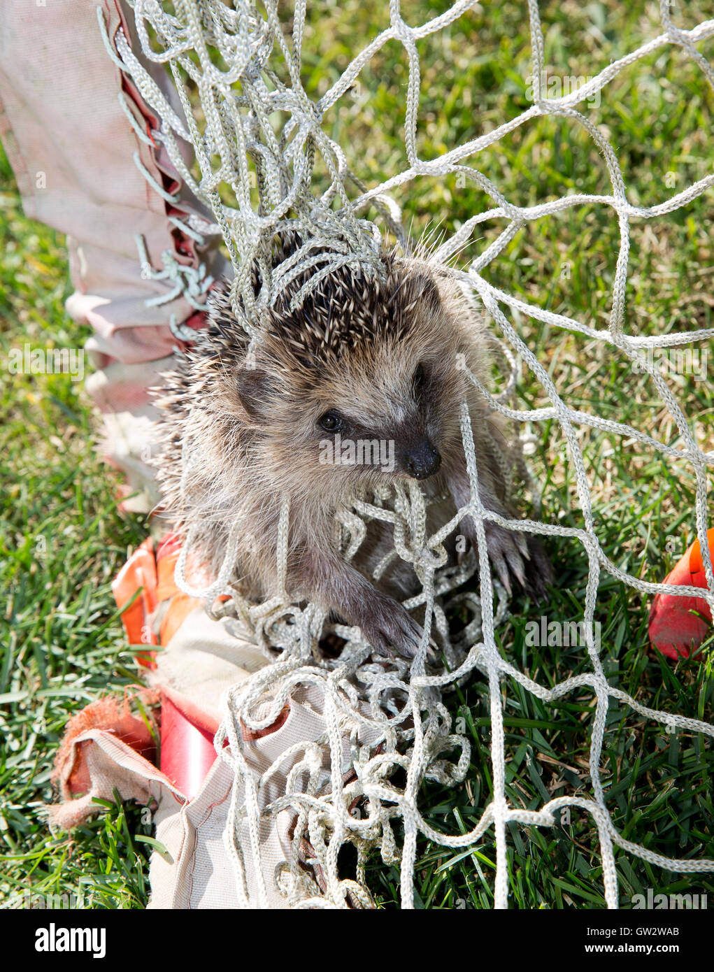Scared hedgehog hi-res stock photography and images - Alamy