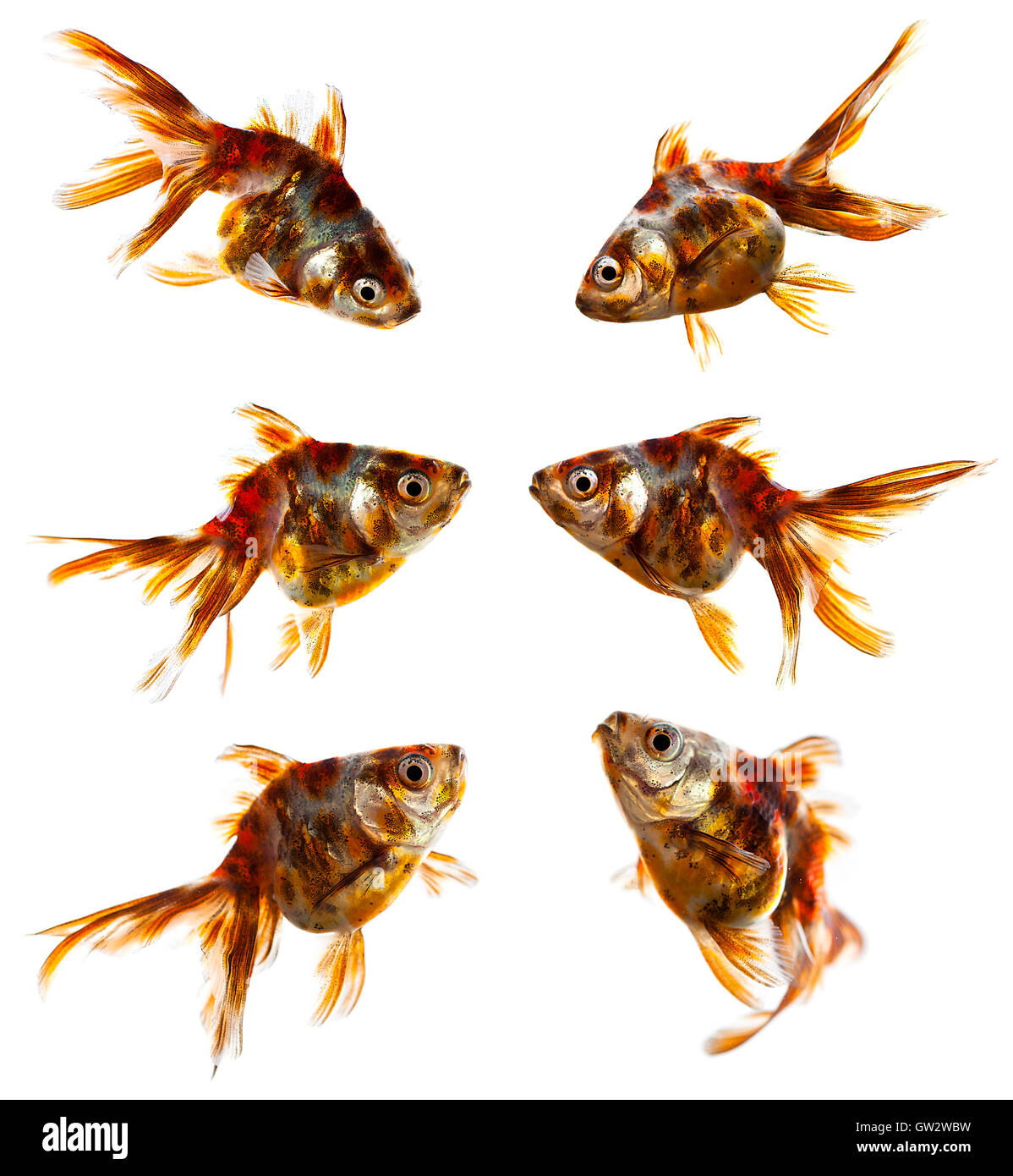 set of goldfish isolated on white background Stock Photo - Alamy