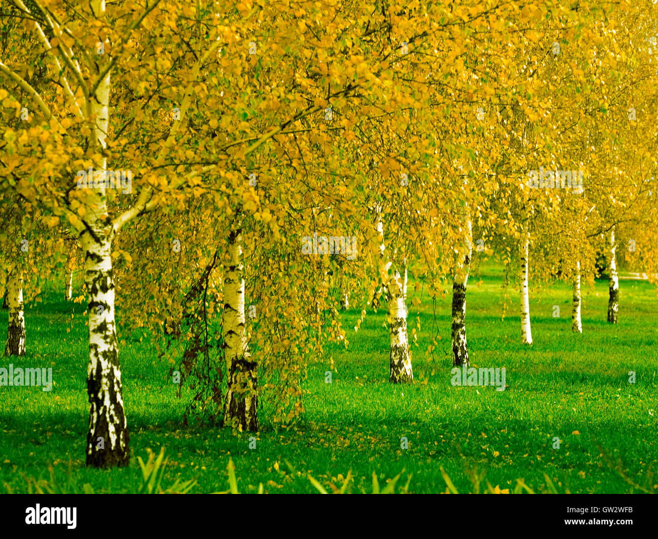 Early autumn birch grove hi-res stock photography and images - Alamy