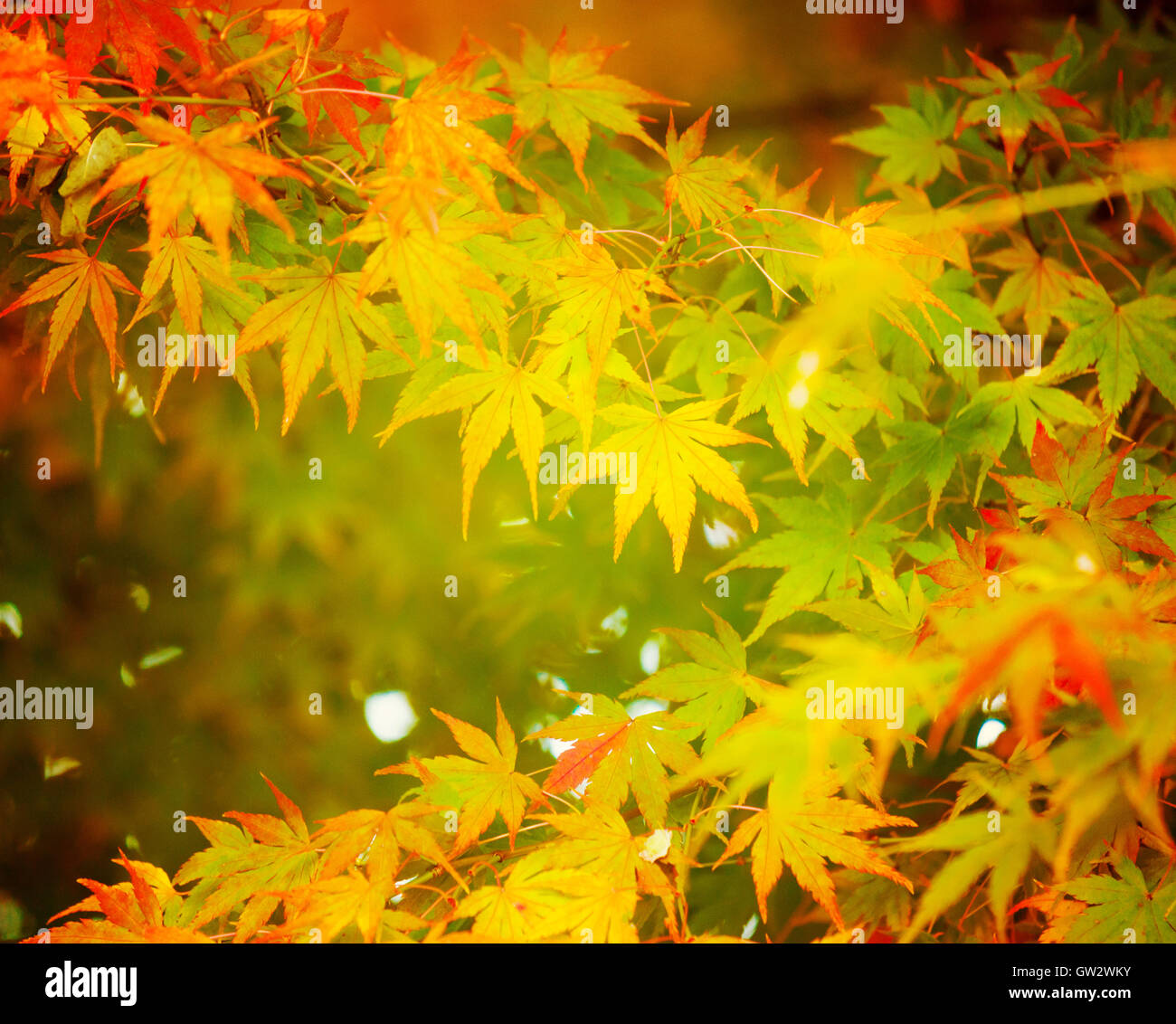 Autumn maple leaves background Stock Photo - Alamy