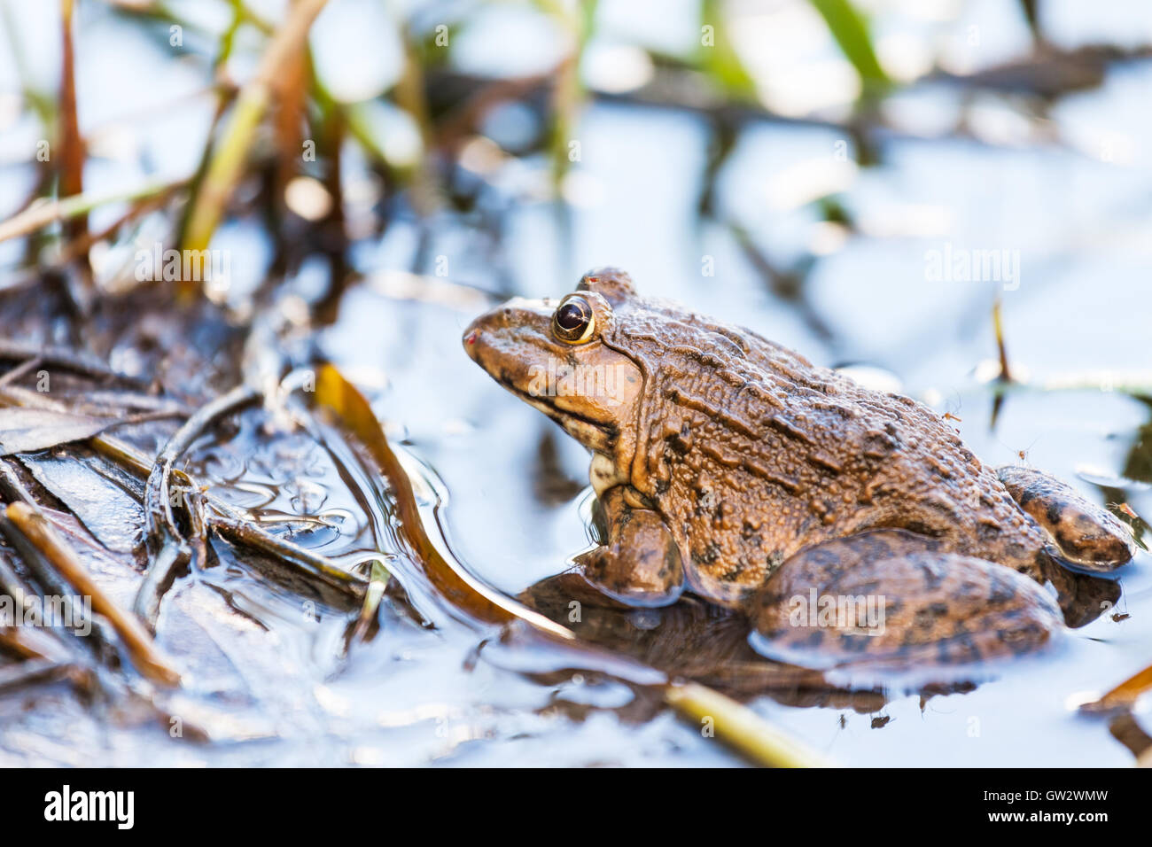 Frog in lake Stock Photo - Alamy