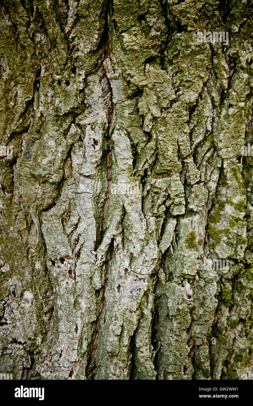 old tree texture Stock Photo - Alamy