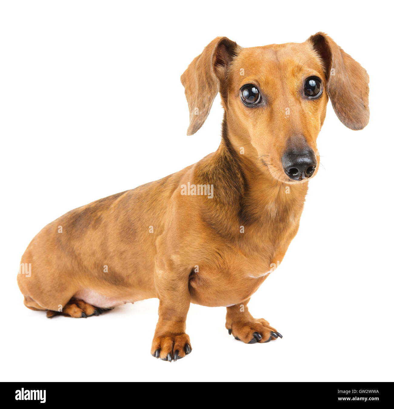 Dachs hi-res stock photography and images - Alamy