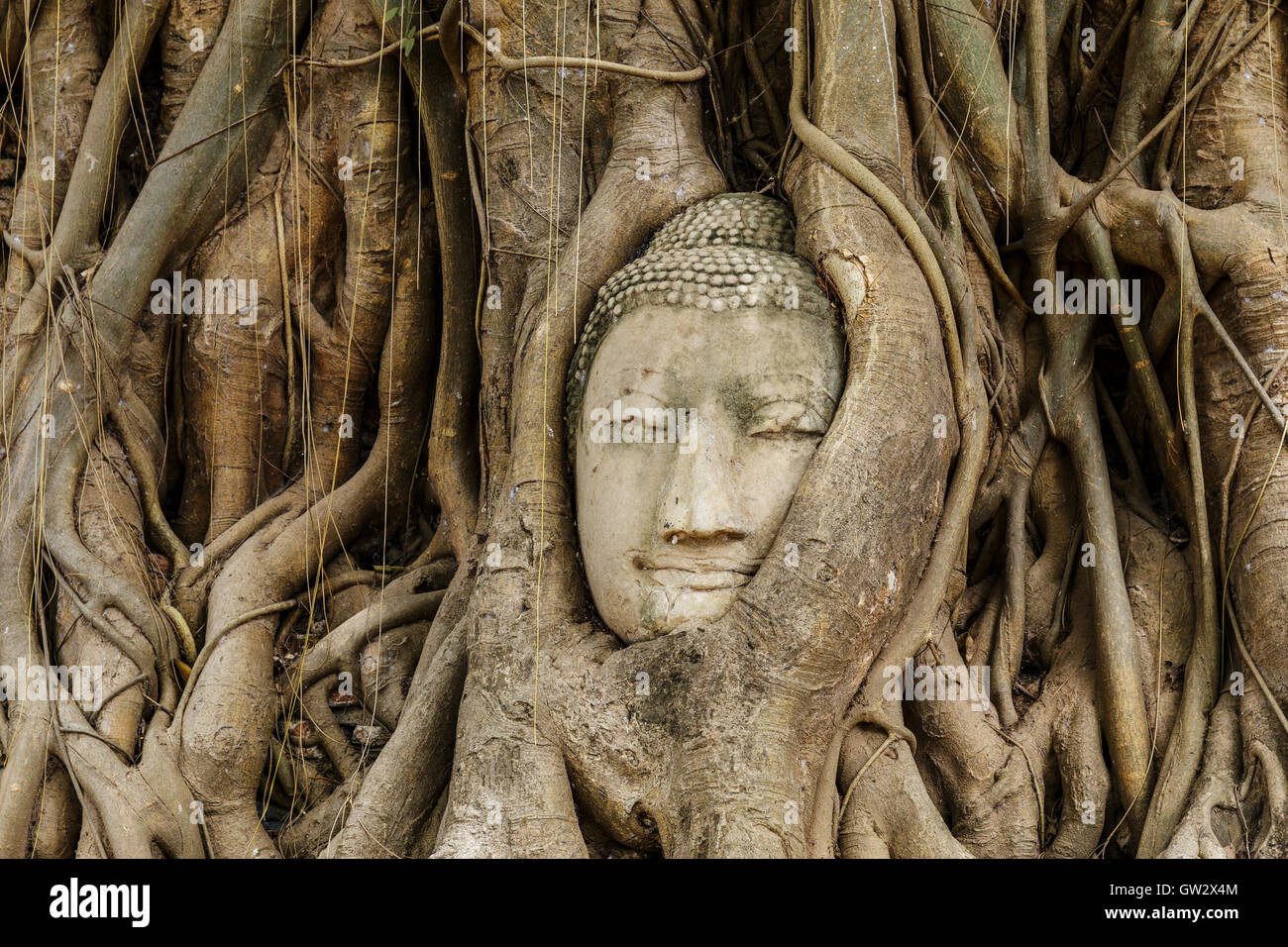 Buddha head in banyan tree Stock Photo - Alamy