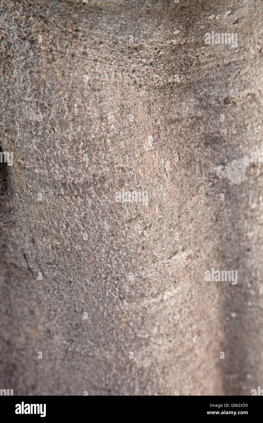 fig tree texture Stock Photo - Alamy
