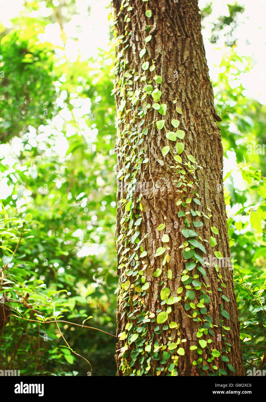 Green creeper on tree Stock Photo - Alamy