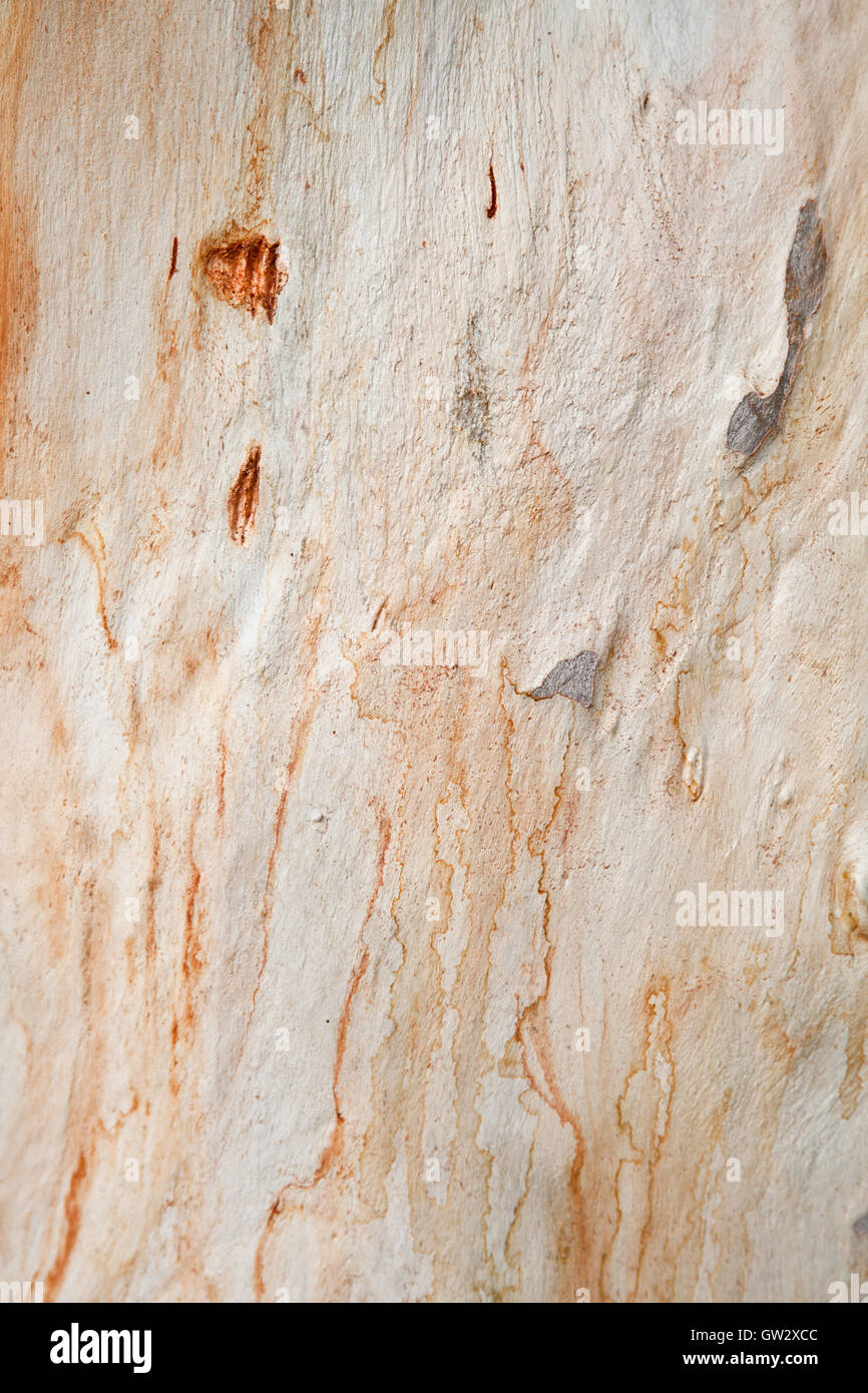 sycamore tree texture Stock Photo - Alamy