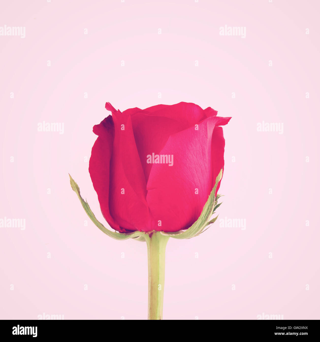 Beautiful red rose with retro filter effect Stock Photo - Alamy