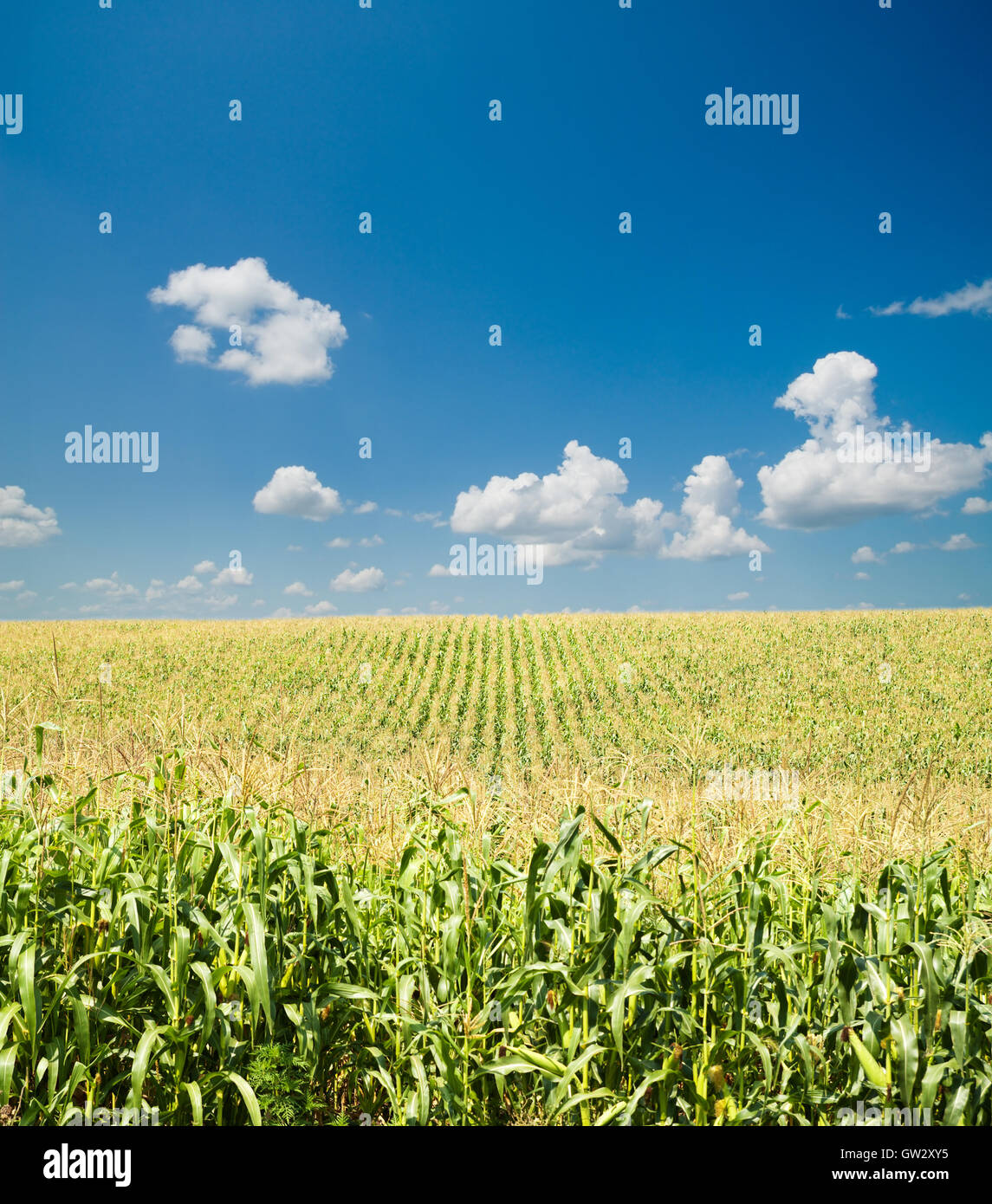 field with corn under blue sky and clouds Stock Photo - Alamy