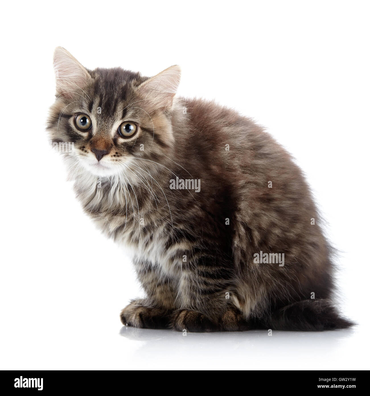 Striped fluffy cat sits Stock Photo - Alamy