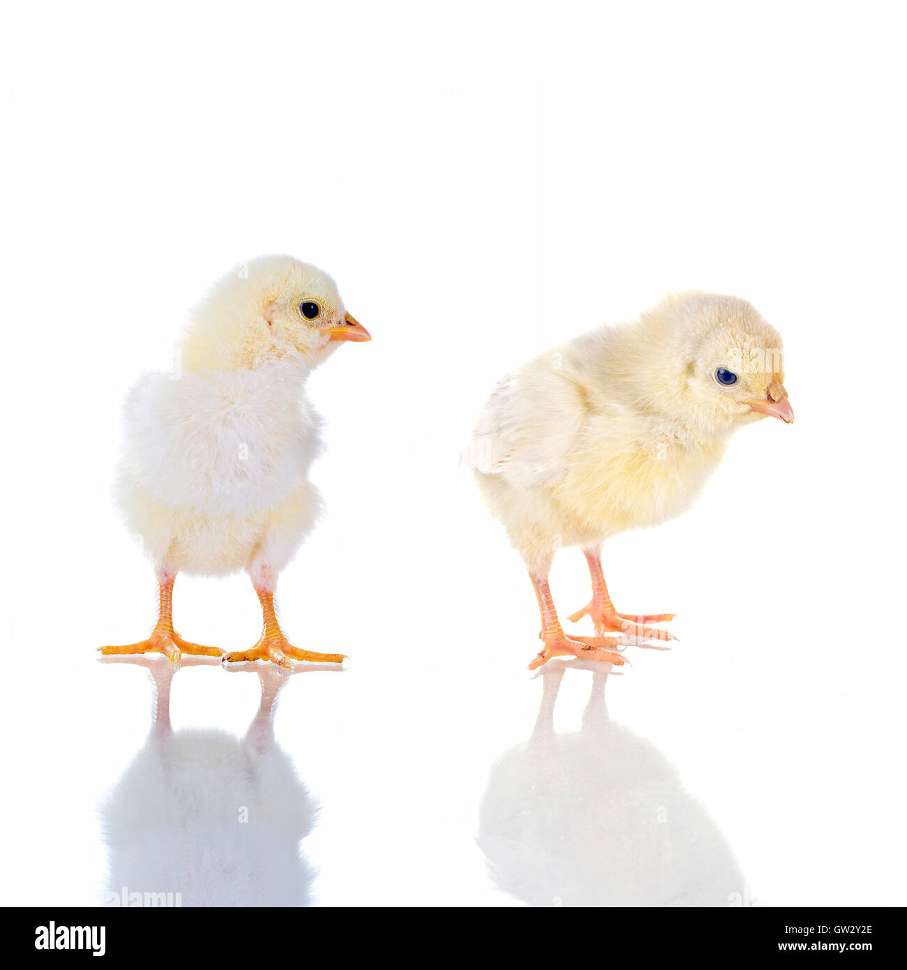 Baby chicken face hi-res stock photography and images - Alamy