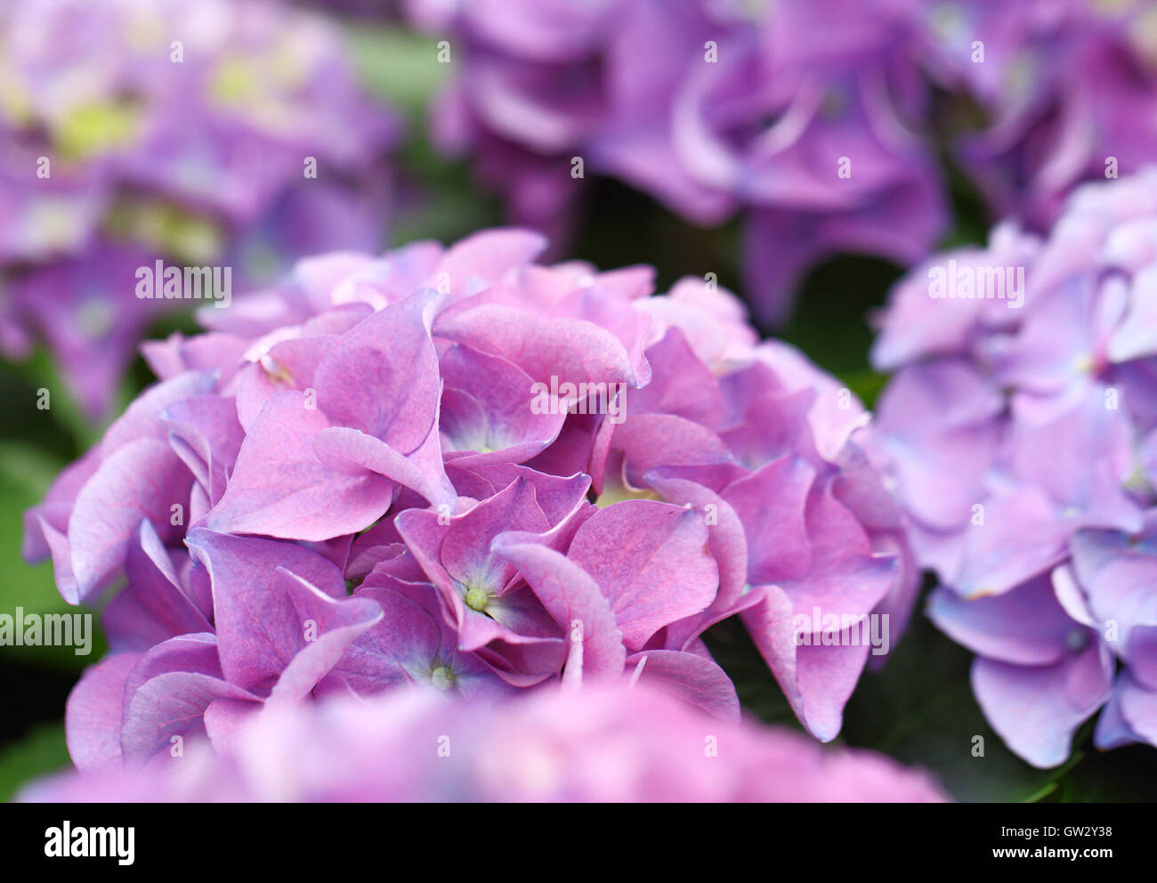 Purple hydrangea flower Stock Photo - Alamy