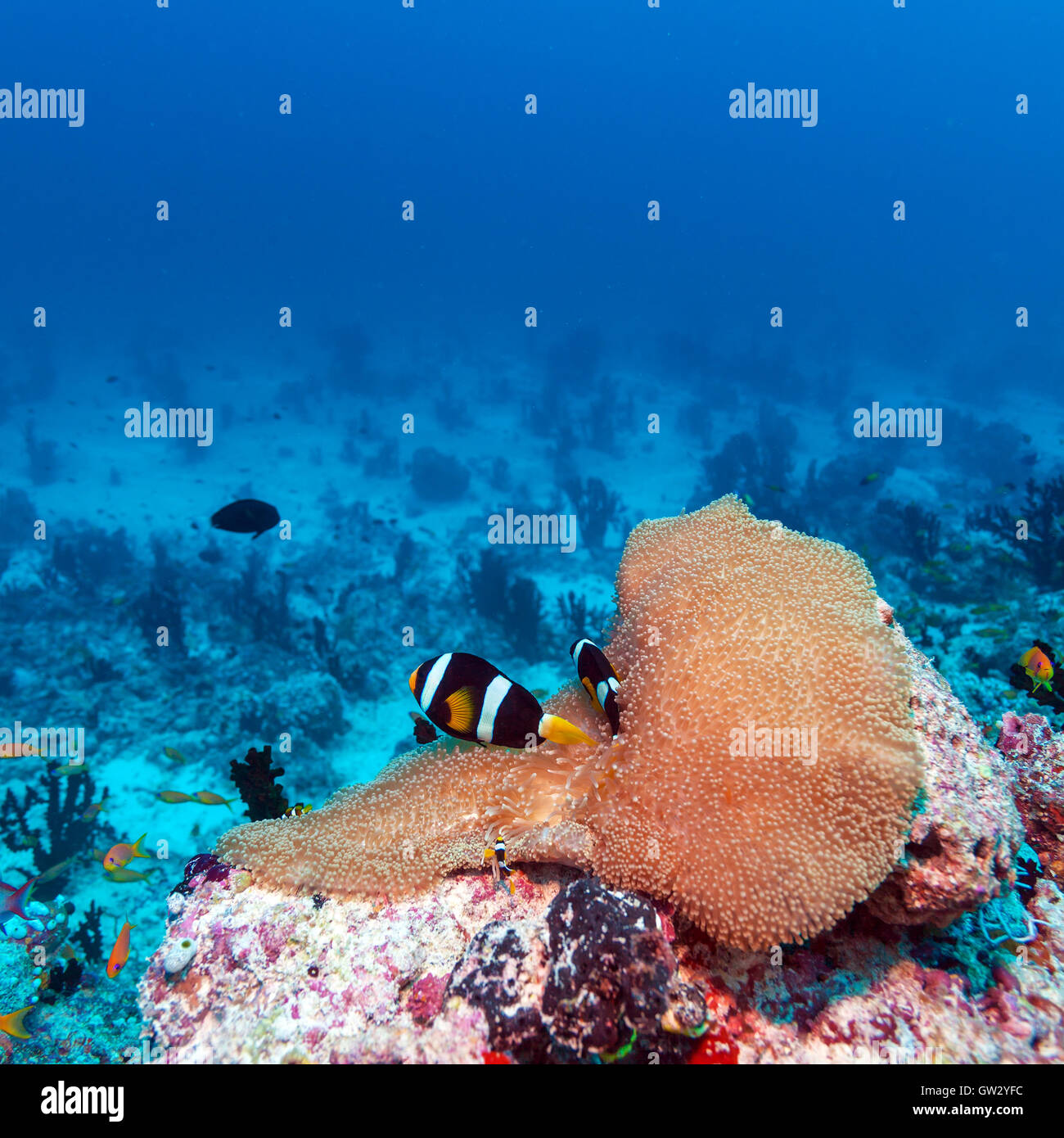 Maldives anemonefish snorkeling hi-res stock photography and images - Alamy