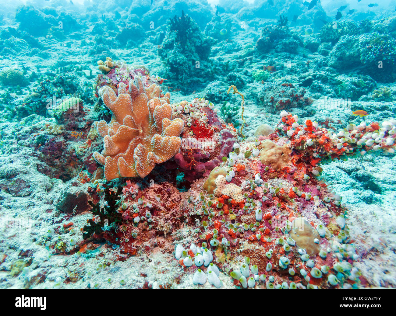 Hard and soft corals on the Indian ocean bottom, Maldives Stock Photo ...