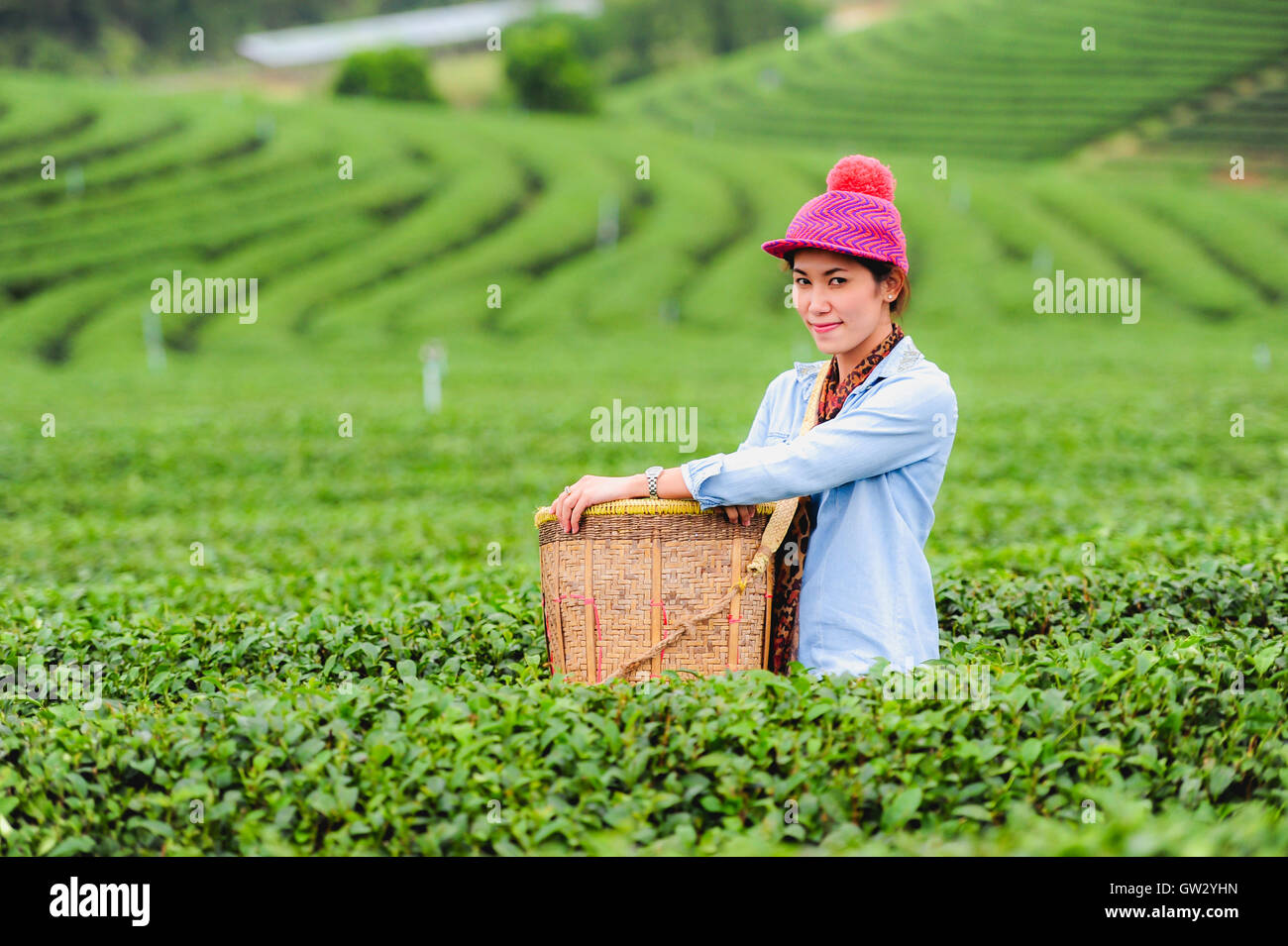 How to grow tea leaves hi-res stock photography and images - Alamy