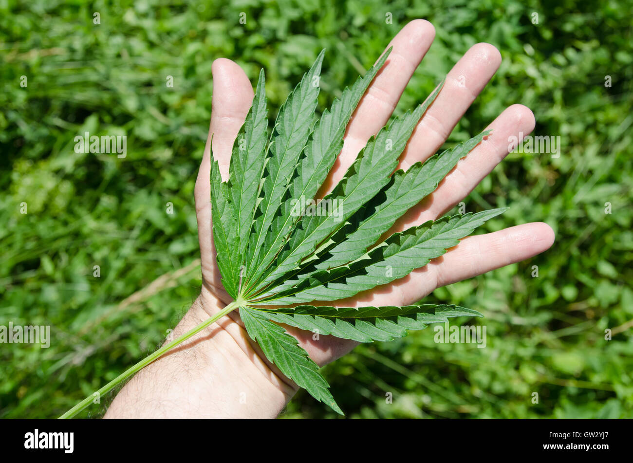 Chronic cannabis narcotic hi-res stock photography and images - Alamy