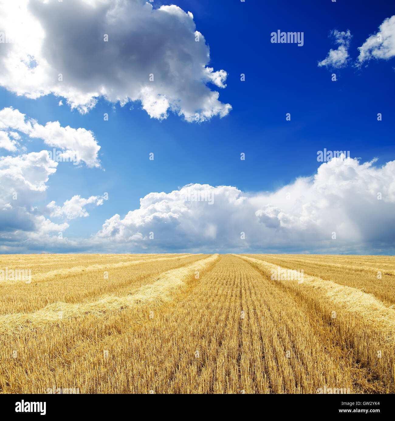 Hay in windrows hi-res stock photography and images - Alamy