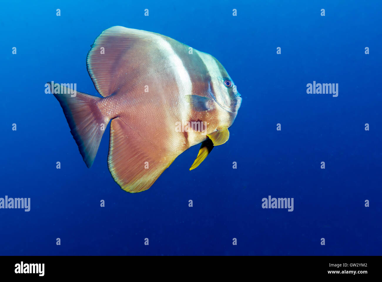 Closeup of Big Bat Fish with sunlight Stock Photo - Alamy