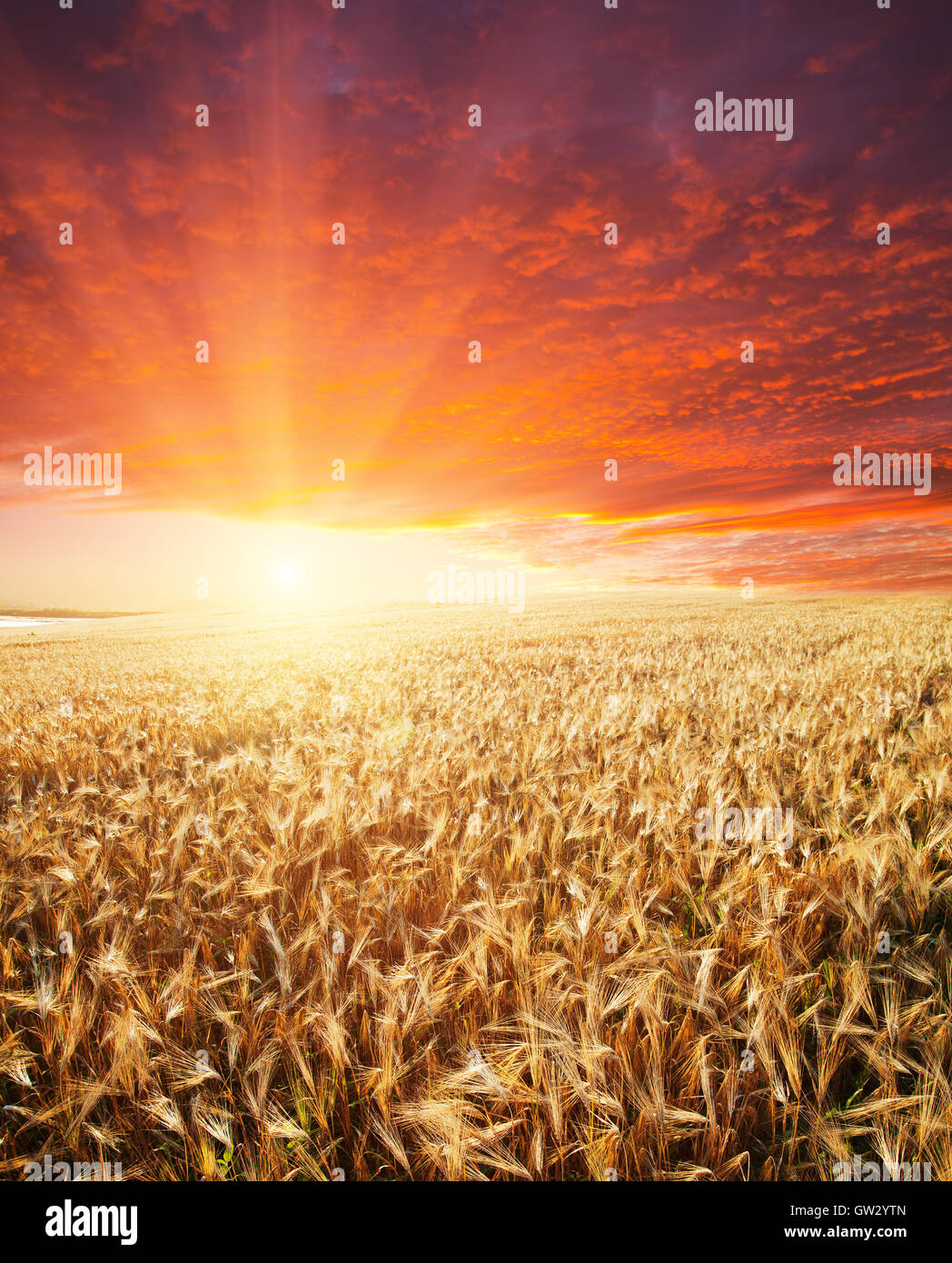 golden field and sunset Stock Photo - Alamy