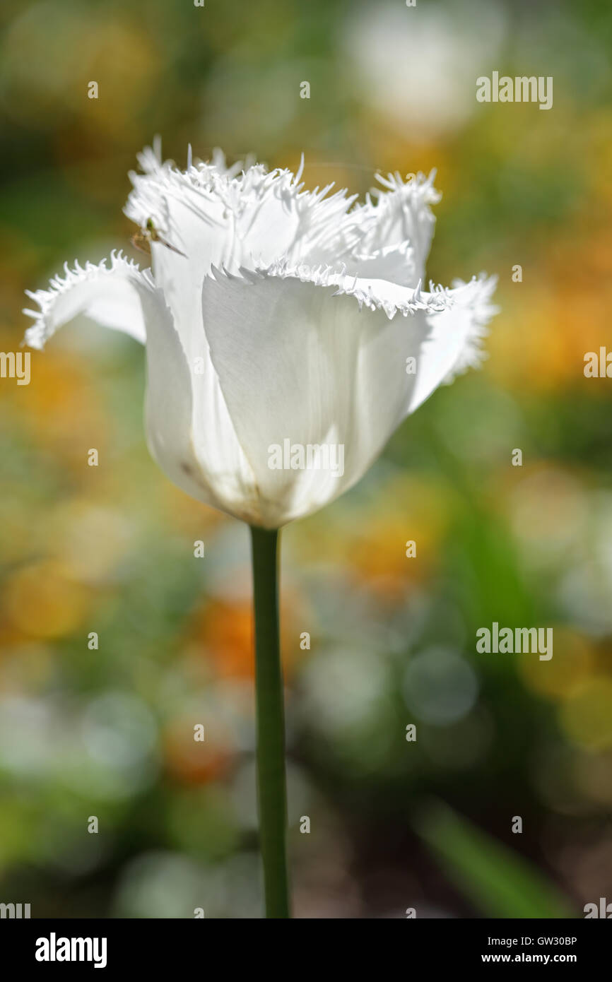 Ruffled frilled parrot tulip white in the spring garden Stock Photo - Alamy