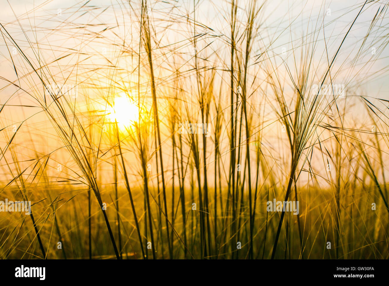 Sunset behind grass hi-res stock photography and images - Alamy