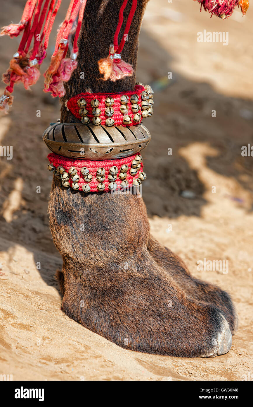 Camel foot hi-res stock photography and images - Alamy