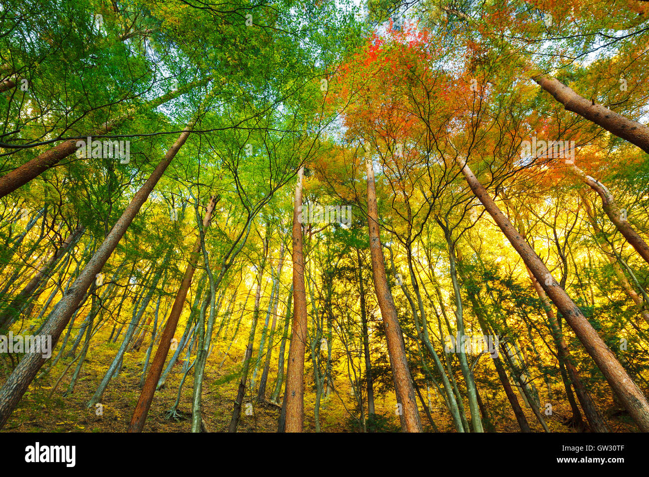 Hello forest hi-res stock photography and images - Alamy