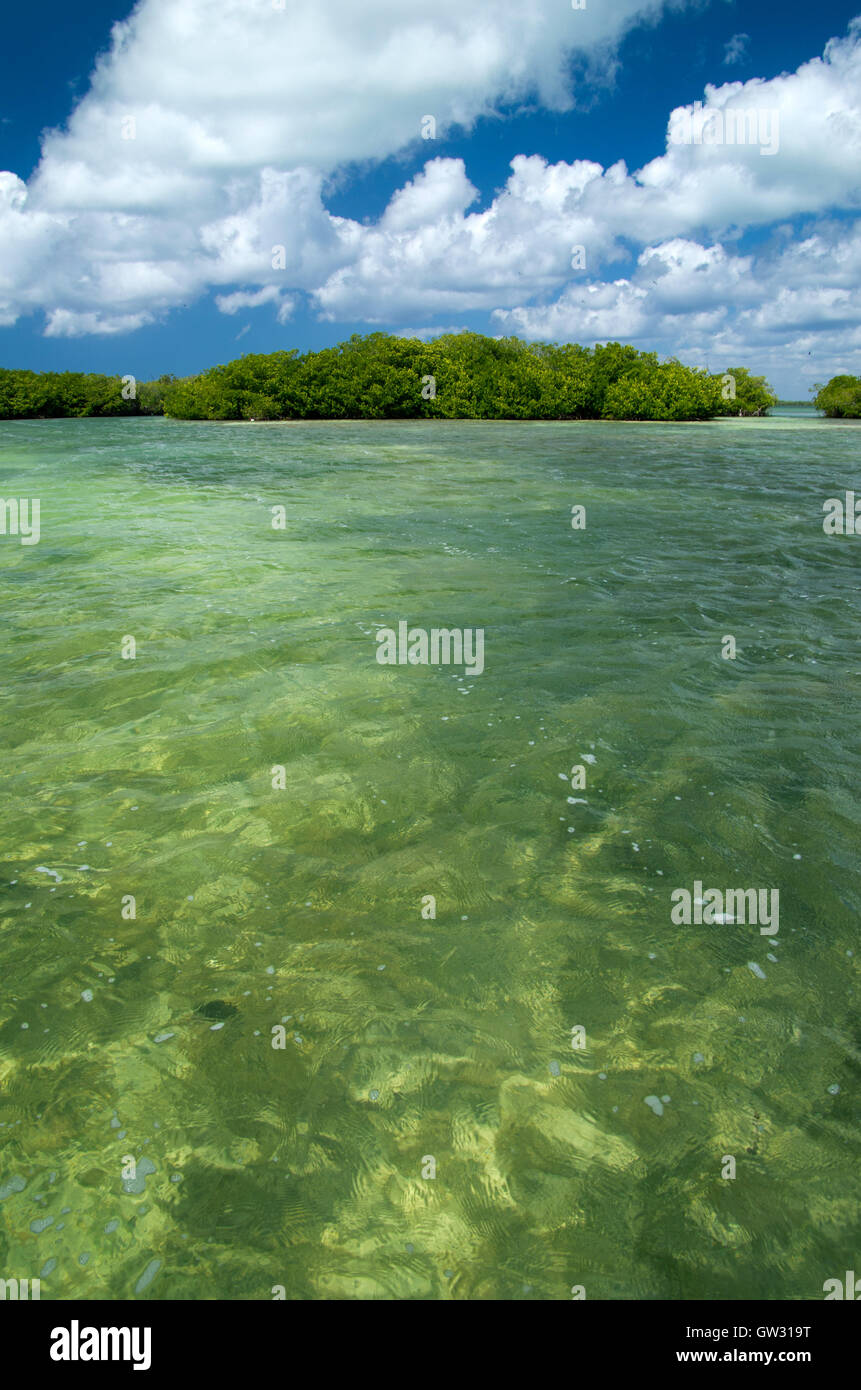 mangrove trees in sea Stock Photo - Alamy
