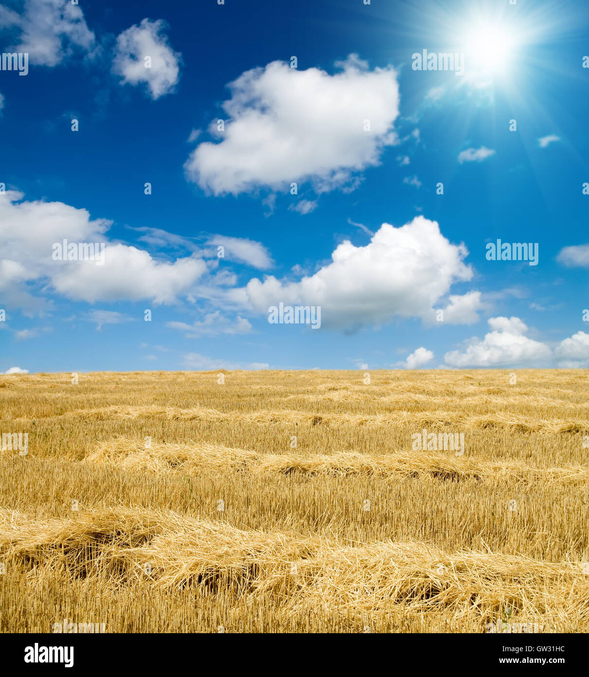 Hay In Windrows High Resolution Stock Photography and Images - Alamy