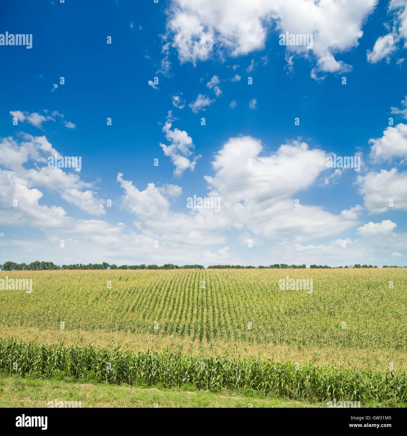 green maize field Stock Photo - Alamy
