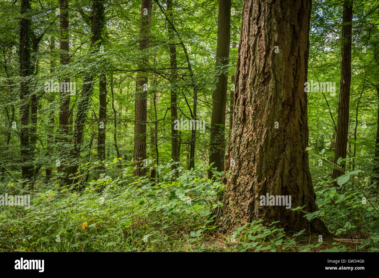 Symonds Yat forest Stock Photo - Alamy