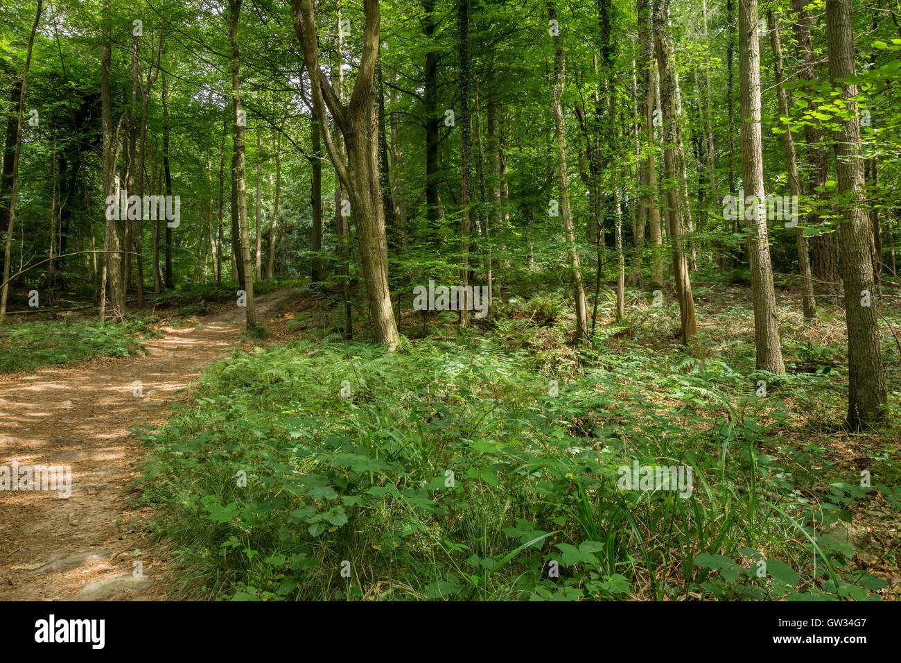Symonds Yat forest Stock Photo - Alamy