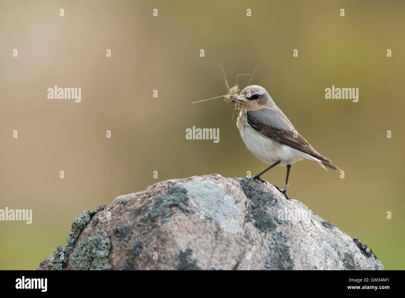 Bird carrying stones hi-res stock photography and images - Alamy